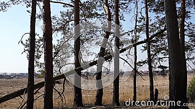 Pine Trees on the Wind stock footage. Video of forest - 119895288