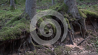 Pine Tree Roots at the Forest Canopy Surface. Mossy Tree Root Coming of ...