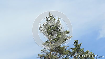 Pine tree in windy weather stock video. Video of weather - 144355899