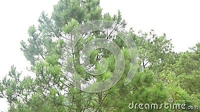 Pine Trees Blowing in the Wind on the Hill Stock Video - Video of ...