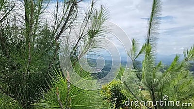 Pine Trees Sway in the Wind on the Mountainside Stock Video - Video of ...