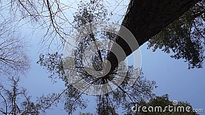 Pine Trees Tops on the Wind Stock Footage - Video of forest, wind ...