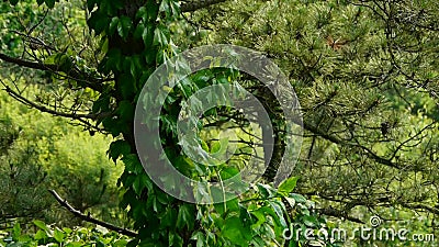 Pine Trees & Vines,bushes in the Wind,Dense Swing Tree,Hillside Weeds ...