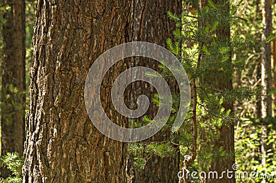 A Pine Trunk Close-up With The Pinewood In The Background Royalty-Free ...