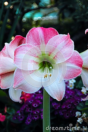 Pink Apple Blossom Amaryllis Stock Image - Image: 560931