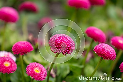 Pink Bellis Flowers Royalty-Free Stock Photo | CartoonDealer.com #178101981