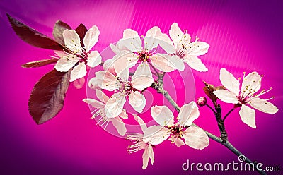 Pink Blossom Tree Branch On Bright Pink Background Royalty-Free Stock ...