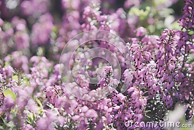 Pink Erica Flower Background Royalty-Free Stock Photography ...