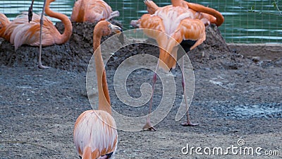 Pink Flamingo Standing in Water, Flexing His Legs and Drinks Stock ...
