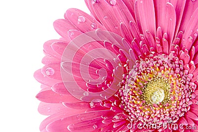 Pink Flower With Dew Drops Stock Images - Image: 3582014
