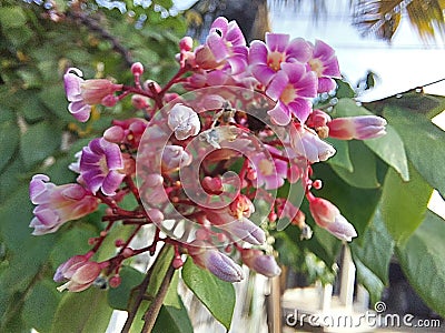 The Pink Flower Of A Star Fruit That Blooms Will Become A Fruit Royalty ...