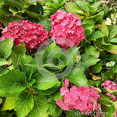 Hydrangea Flower Blooming In May Stock Photography | CartoonDealer.com ...