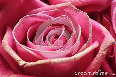 Pink Glitter Rose Stock Images - Image: 29508544