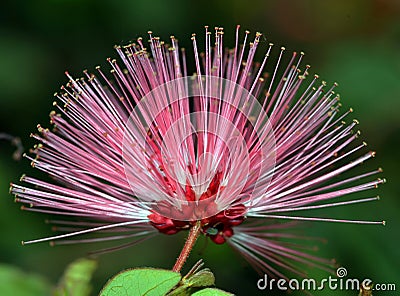 Pink Powder Puff Flower Royalty Free Stock Images - Image: 13221319