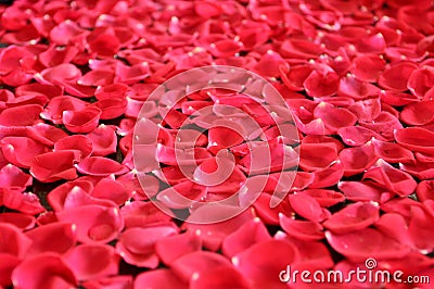 Pink Rose Petal Background Royalty Free Stock Photos - Image: 15101318