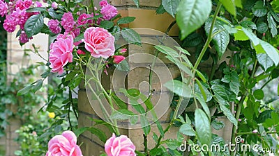 Pink Roses On A Background Of A Brick Wall. Zoom Camera. Stock Video ...