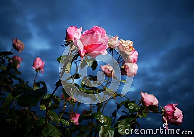 Pink Roses And Dark Blue Sky Stock Images - Image: 2992544