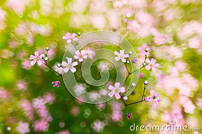 Pink, Spring Flowers Blossoms On Bokeh Background Stock Photo - Image ...