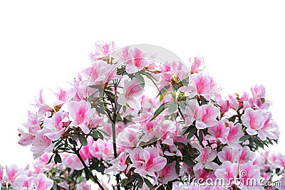 Pink And White Azalea Blooms Stock Images - Image: 30489174