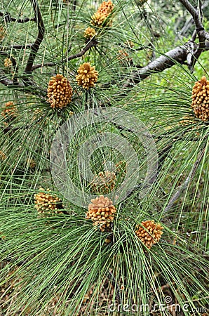 Pinus Roxburghii Male Cones Royalty-Free Stock Photo | CartoonDealer ...