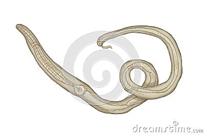 Pinworm Royalty-Free Stock Image | CartoonDealer.com #175698550