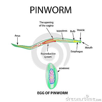 Pinworms Structure Of An Adult. The Structure Of The Pinworm Egg. Set ...