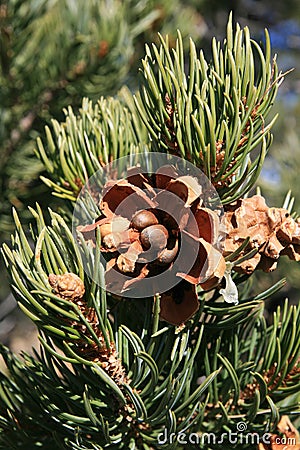 Pinyon Pine (pinus Edulis) Cone Stock Image - Image: 7014591