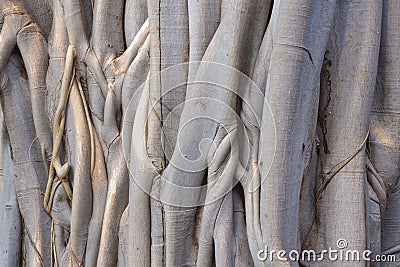 The Pipal Tree Stock Image | CartoonDealer.com #33364267