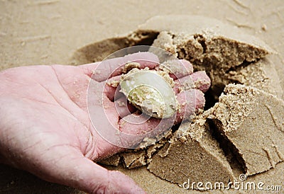 Pippi Shell In Hand Dug Up From The Sand Stock Photo | CartoonDealer ...