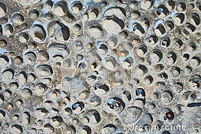 Pitted Rock Texture - Background Stock Photo | CartoonDealer.com #55962192