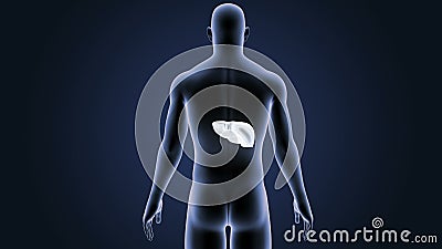 Menselijke Lever Met Lichaam Stock Footage - Video bestaande uit klier ...