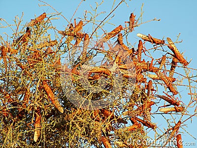 Plague Of Locusts In The Holy Land Royalty Free Stock Photo - Image ...
