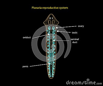 Planaria Reproductive System Stock Image | CartoonDealer.com #79017211