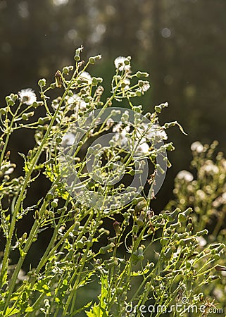 Plant Blowing In The Wind Stock Photo | CartoonDealer.com #59843892