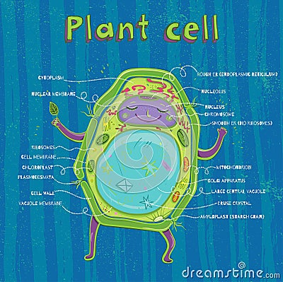 Plant Cell Anatomy Cartoon Vector | CartoonDealer.com #70781863