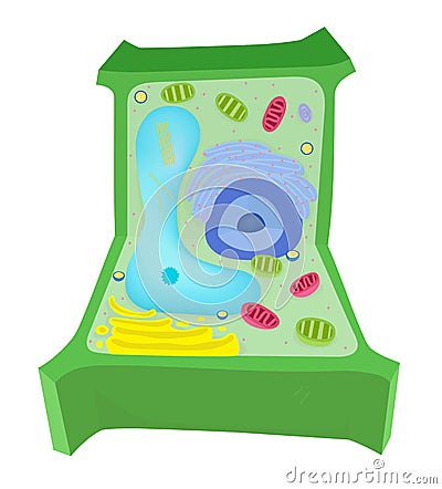 A Plant Cell Diagram. Vector Illustration | CartoonDealer.com #110209820