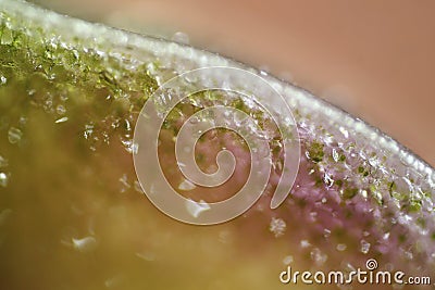Plant Cells From Flower Petal Under Microscope Stock Photography ...