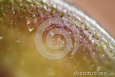 Plant Cells From Flower Petal Under Microscope Stock Photo ...