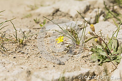 Plant (Diplotaxis Muralis) From The Family Brassicaceae Stock Photo ...