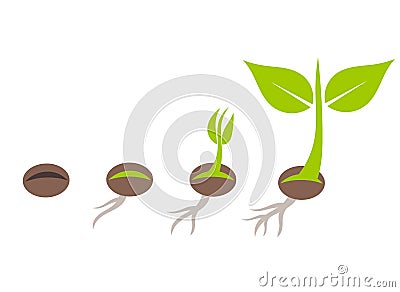 Plant Germination Cartoon Vector | CartoonDealer.com #52465921