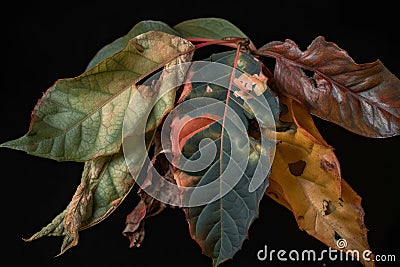 Plant Leaf Explosion In Reverse, With Decomposition And Decay Of Leaves ...