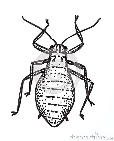 Plant Pest Green Peach Aphid. Drawing Illustration. Royalty-Free ...