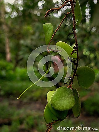 This Plant Propagates On The Branches Of Trees, Occasionally Hanging ...