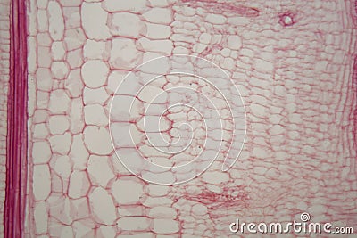 Stem With Sieve Cells Under The Microscope Royalty-Free Stock Photo ...