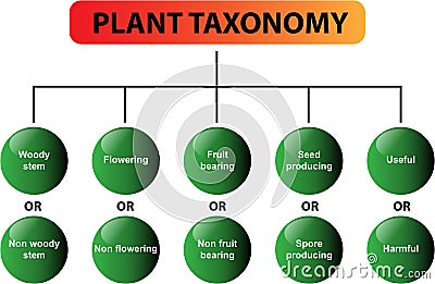 Plant Taxonomy Diagram - Vector | CartoonDealer.com #23749027