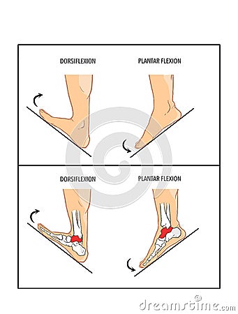 Plantar Flexion Dorsiflexion Anatomical Terms Vector Image ...