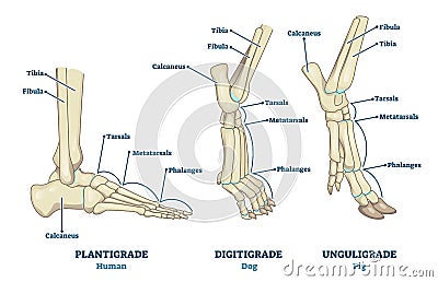 Plantigrade, Digitigrade And Unguligrade Comparison Vector Illustration ...
