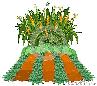 Planting Corn Vector Illustration | CartoonDealer.com #43470718