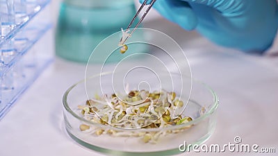 Planting in the Laboratory. Testing the Germination of Grain Stock ...