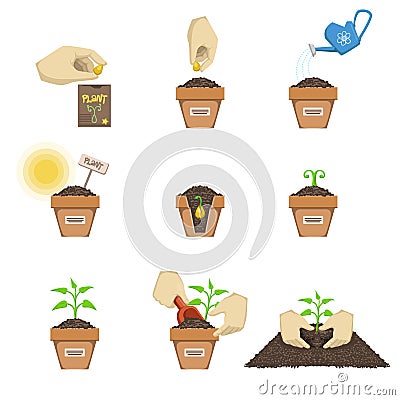 Planting The Seed Sequence Cartoon Vector | CartoonDealer.com #70228875